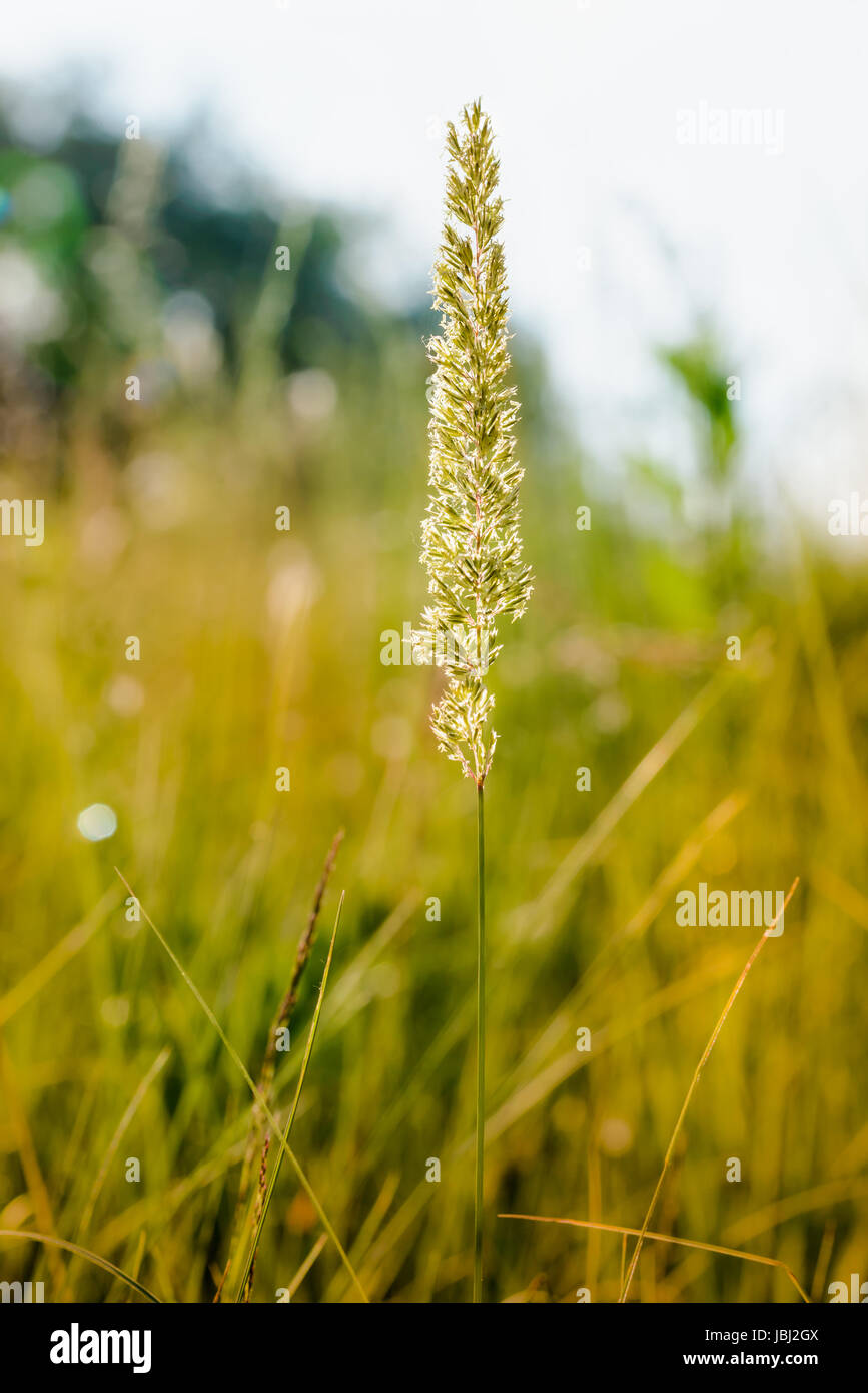 Gramineae true grasses hi-res stock photography and images - Alamy