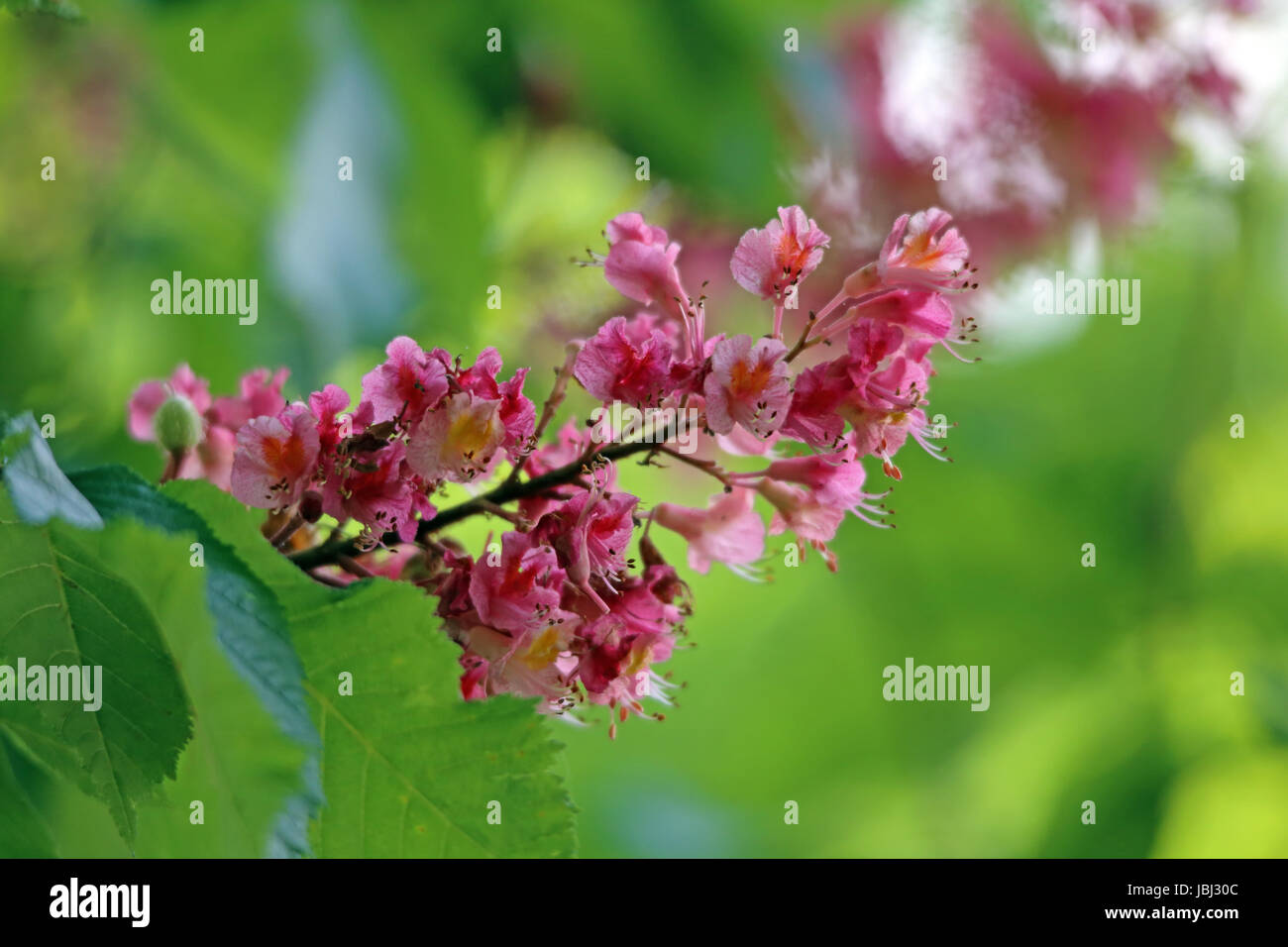 red flowering buckeye Stock Photo - Alamy