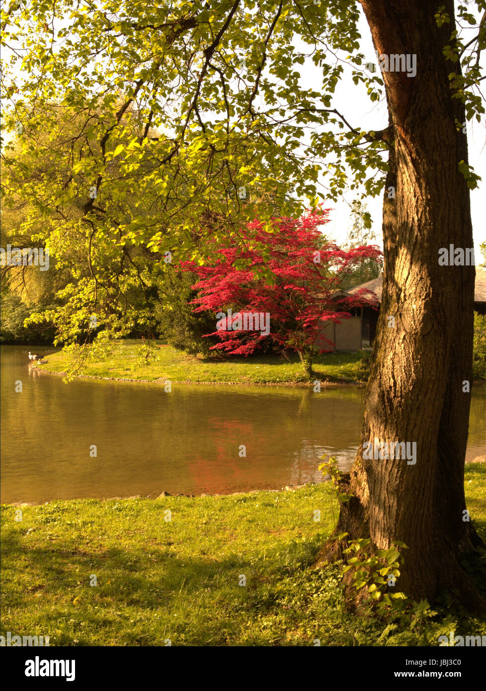 red tree in the english garden Stock Photo - Alamy