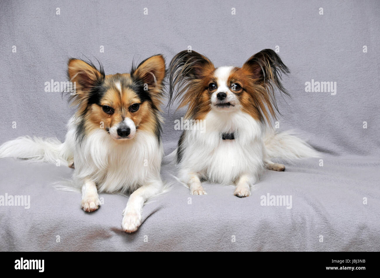Papillon Dog Agility High Resolution Stock Photography and Images - Alamy