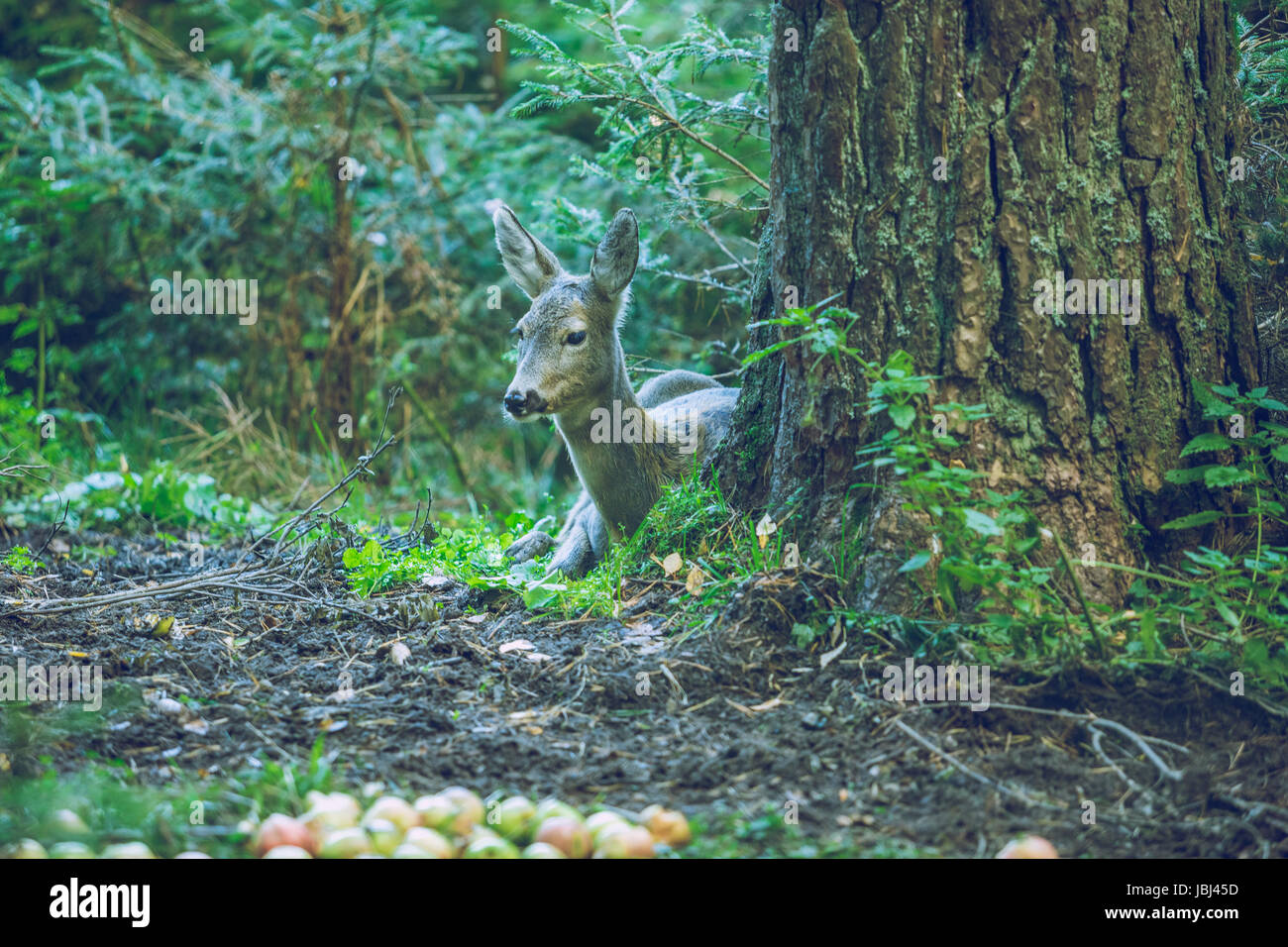 Doe in forest hi-res stock photography and images - Alamy