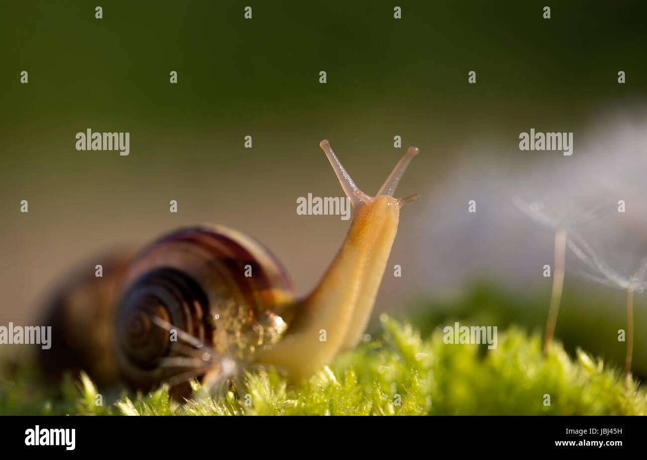 Fairy snail hi-res stock photography and images - Alamy
