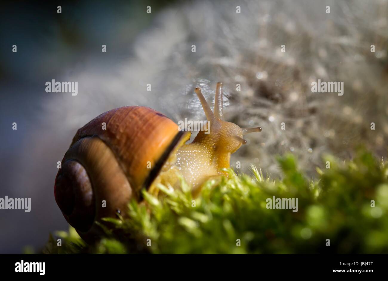 snail shell move Stock Photo - Alamy