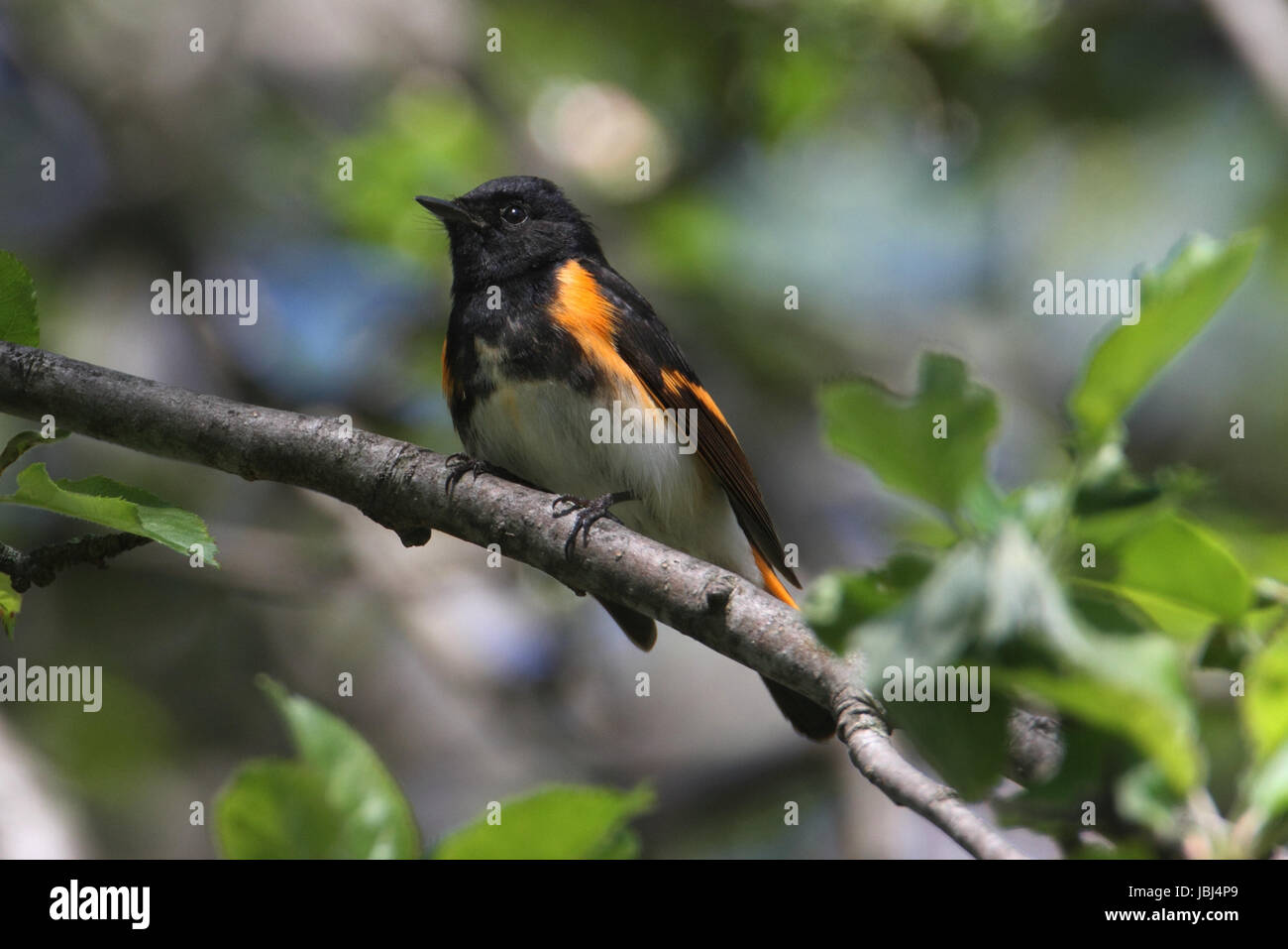 American Redstart Warbler (Setophaga ruticilla) in early spring Stock ...