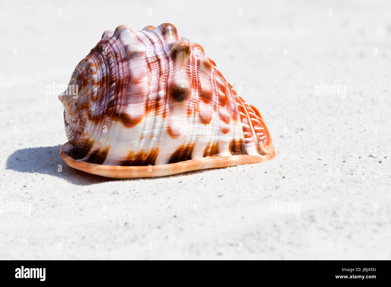 Rote Helmschnecke am sonningen Sandstrand Stock Photo - Alamy