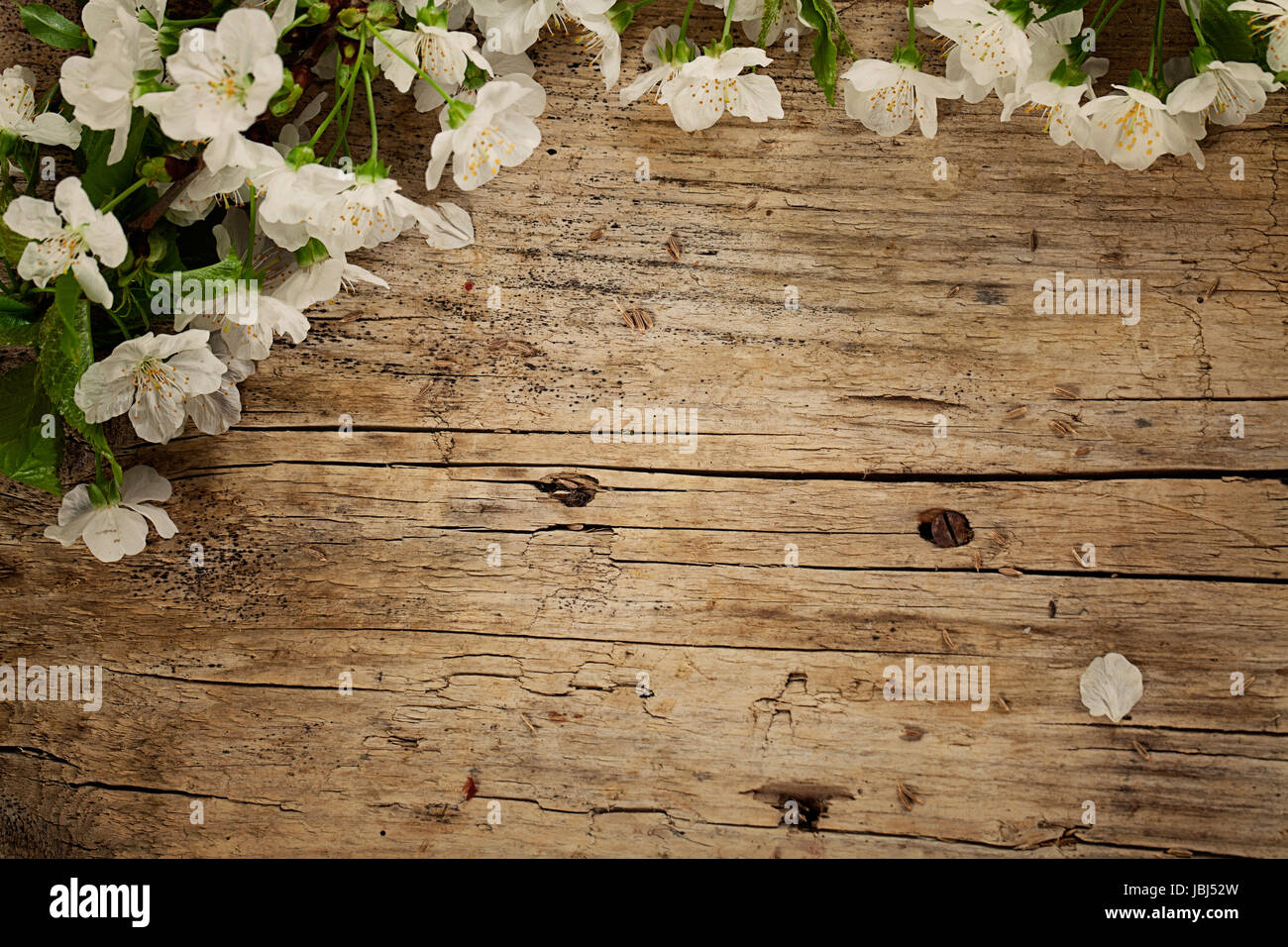 Spring background- Spring flowers. Cherry Blossom on wood Stock Photo ...
