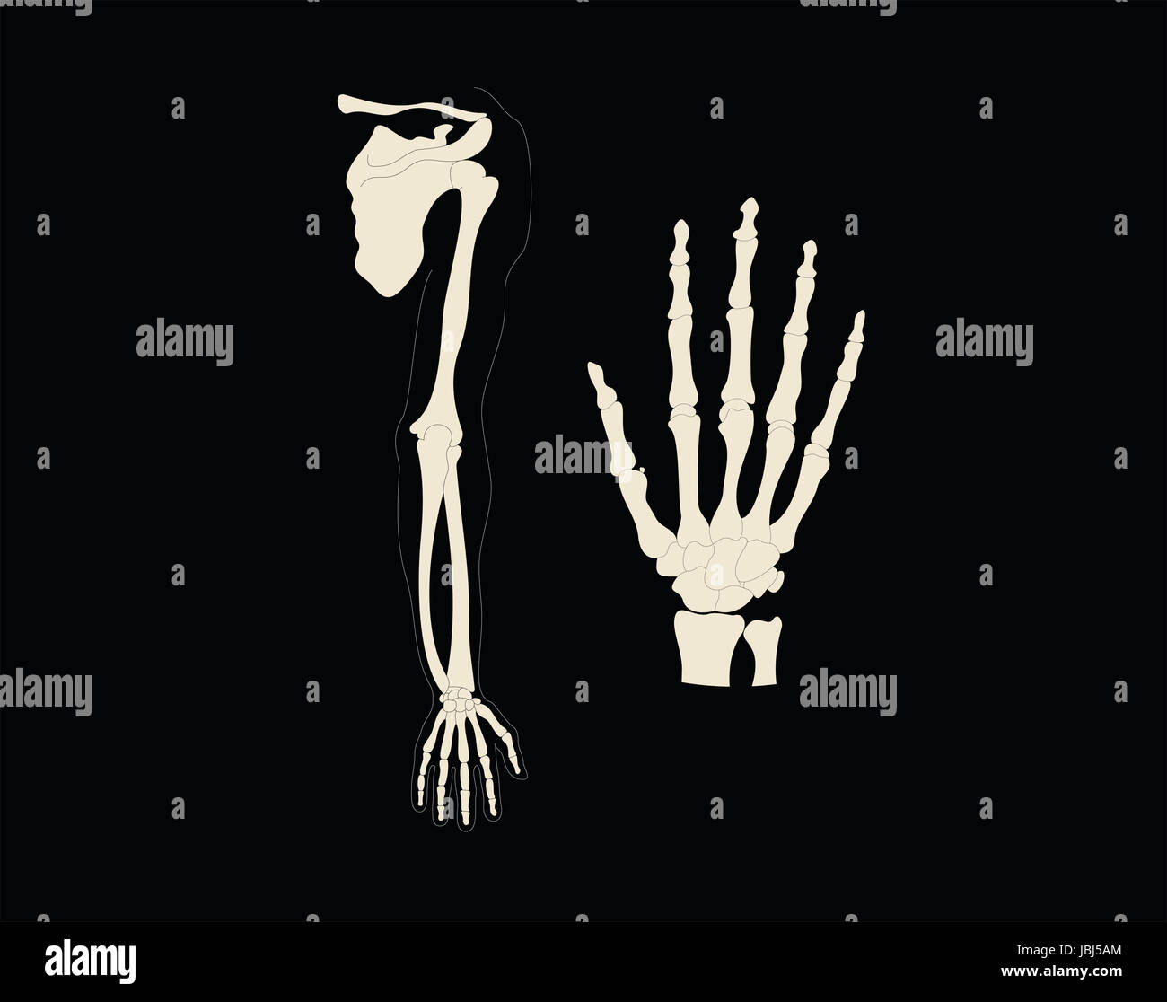 Harm and hand bones. illustration card Stock Photo - Alamy