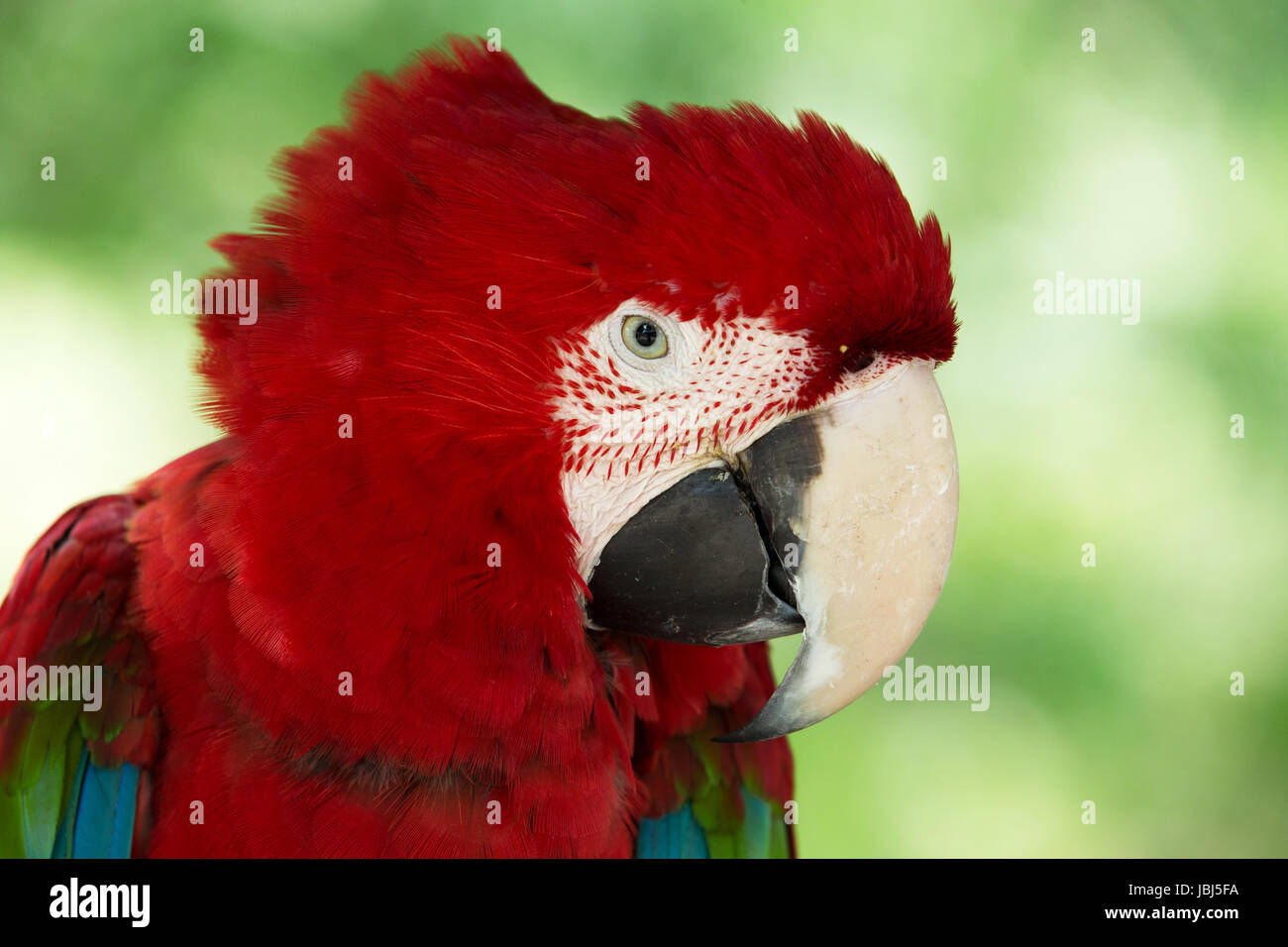 parrot bird sitting on the perch Stock Photo - Alamy