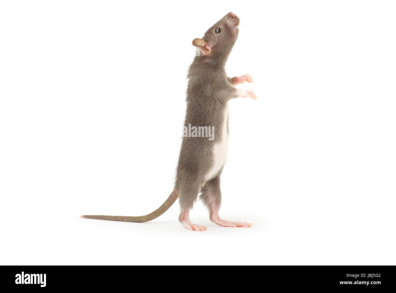 funny rat isolated on white background Stock Photo - Alamy