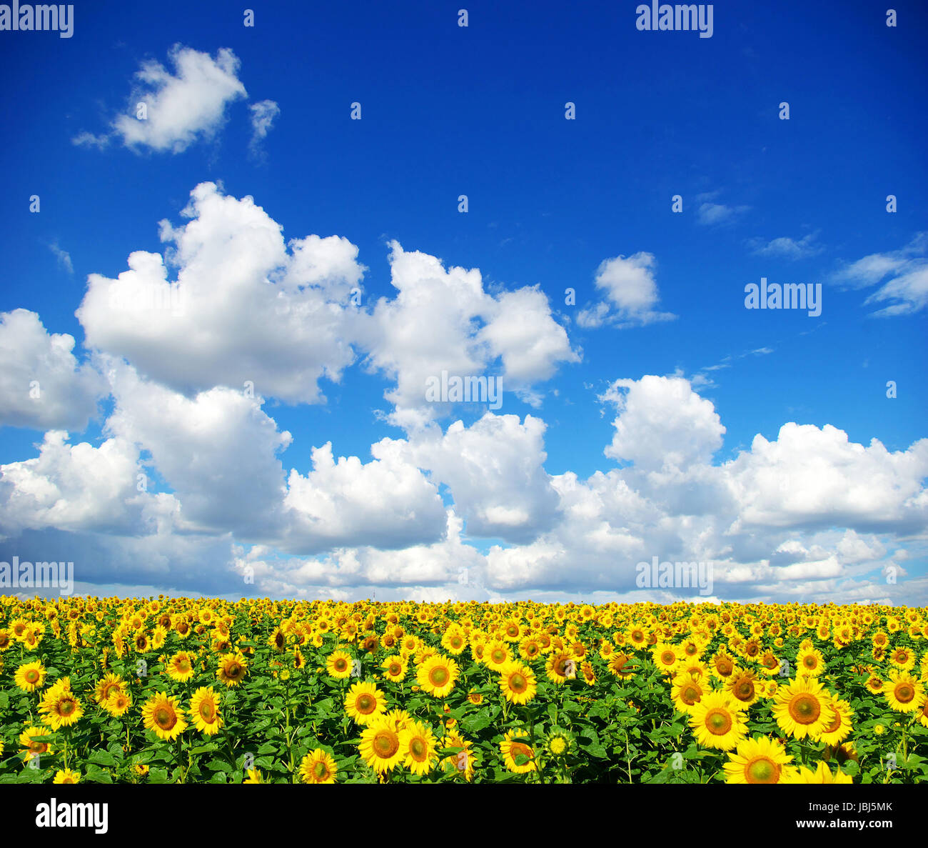 sunflower field over cloudy blue sky Stock Photo - Alamy