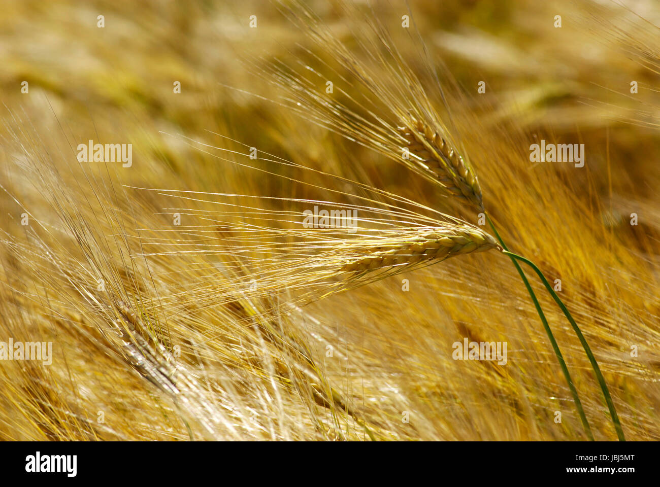 Yellow grain ready for harvest growing in a farm field Stock Photo - Alamy