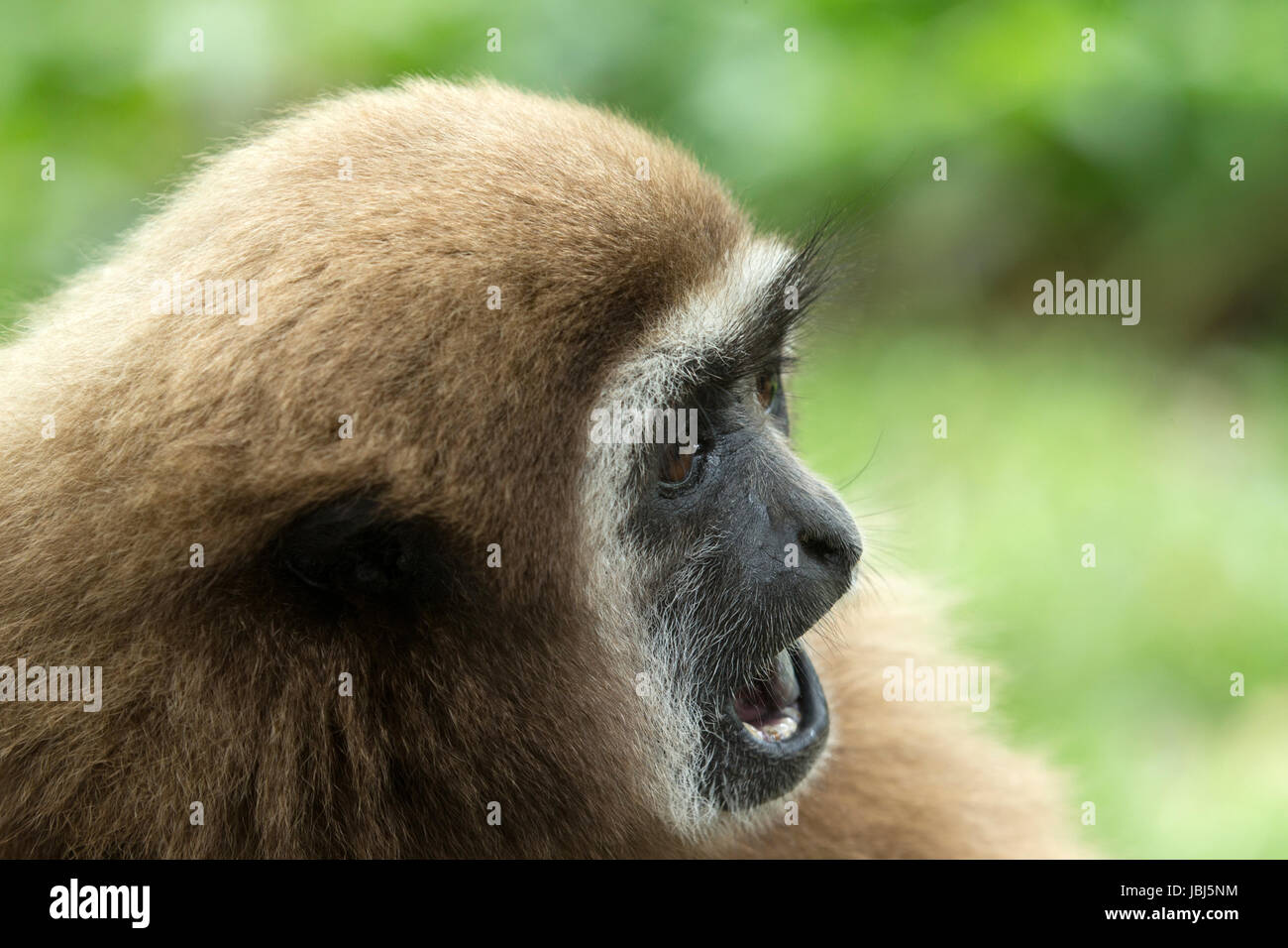 gibbon close- up face in zoo Stock Photo - Alamy