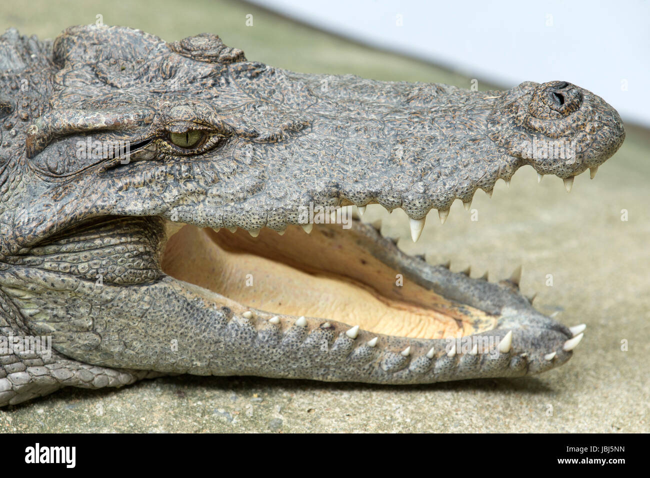 Close up of an Alligator Stock Photo - Alamy
