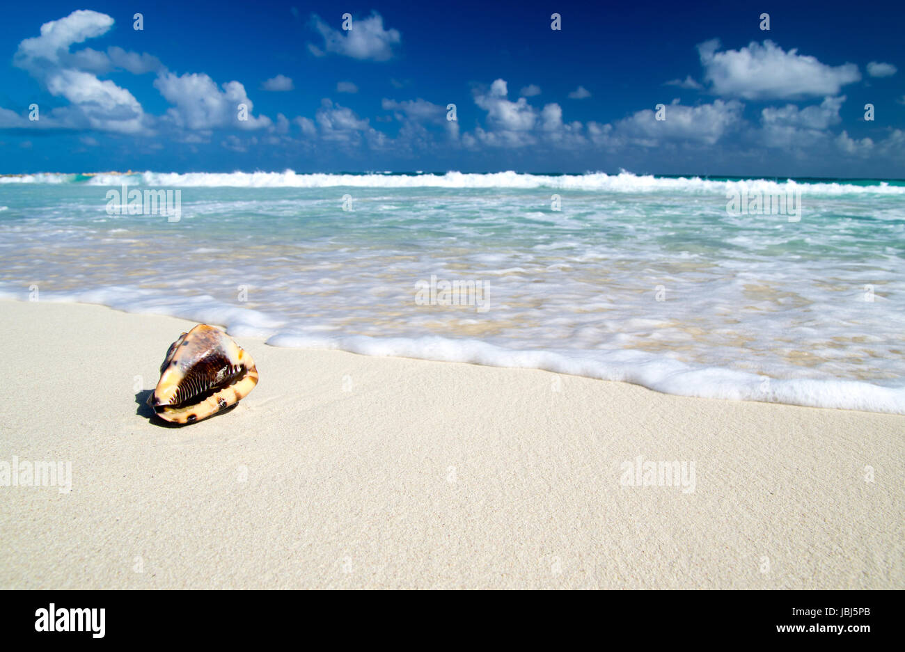 Seashell on the caribbean beach Stock Photo - Alamy
