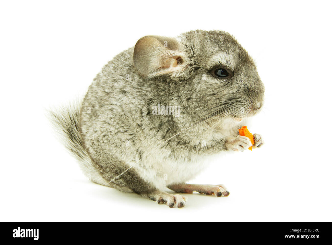 gray chinchilla isolated on white Stock Photo - Alamy