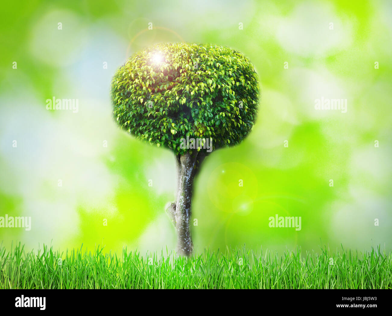 Natural green tree a blurred background Stock Photo - Alamy