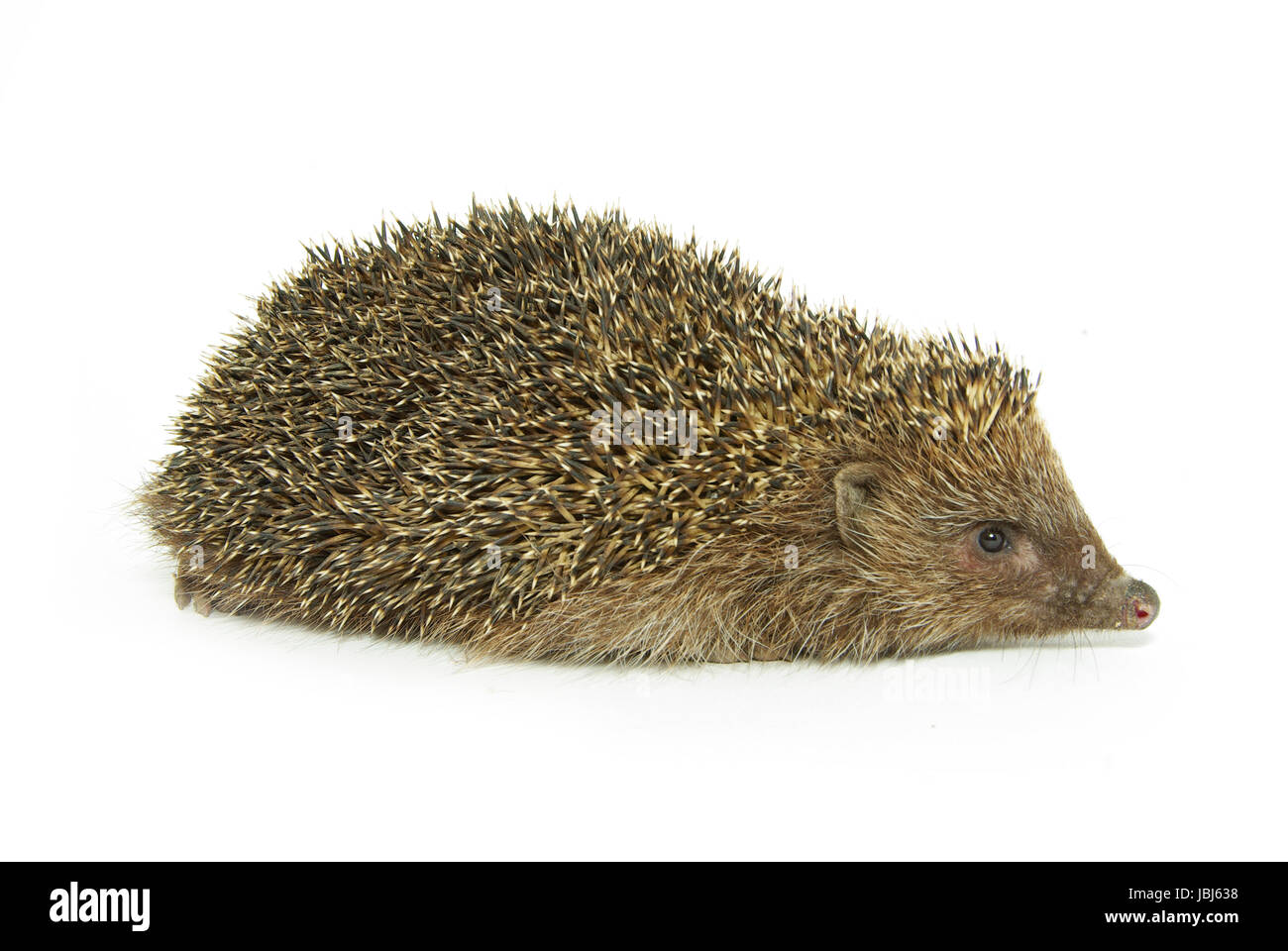 Hedgehog isolated on a white background Stock Photo - Alamy