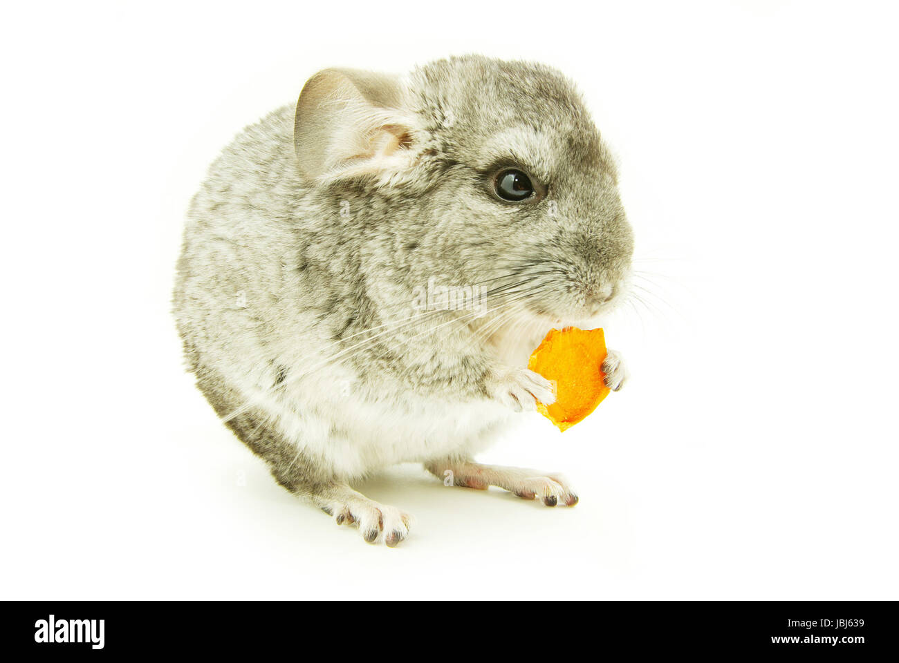 gray chinchilla isolated on white Stock Photo - Alamy