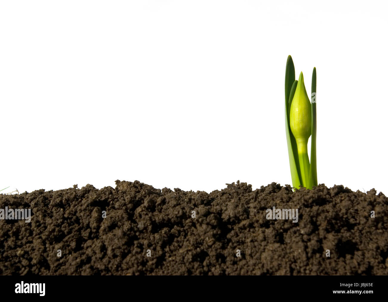 Little green plant on white background Stock Photo - Alamy