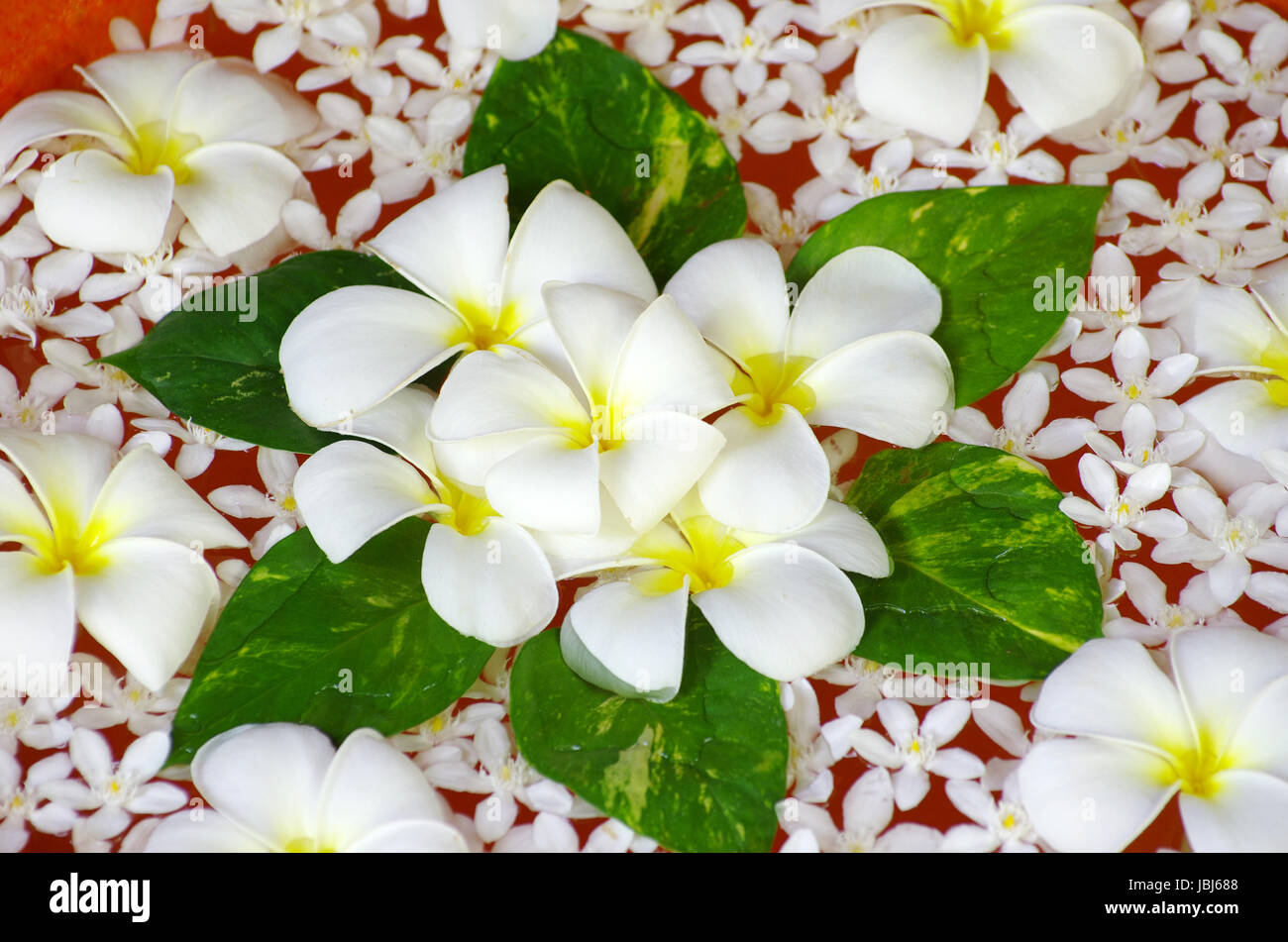 Beautiful flowers floating in water Stock Photo - Alamy