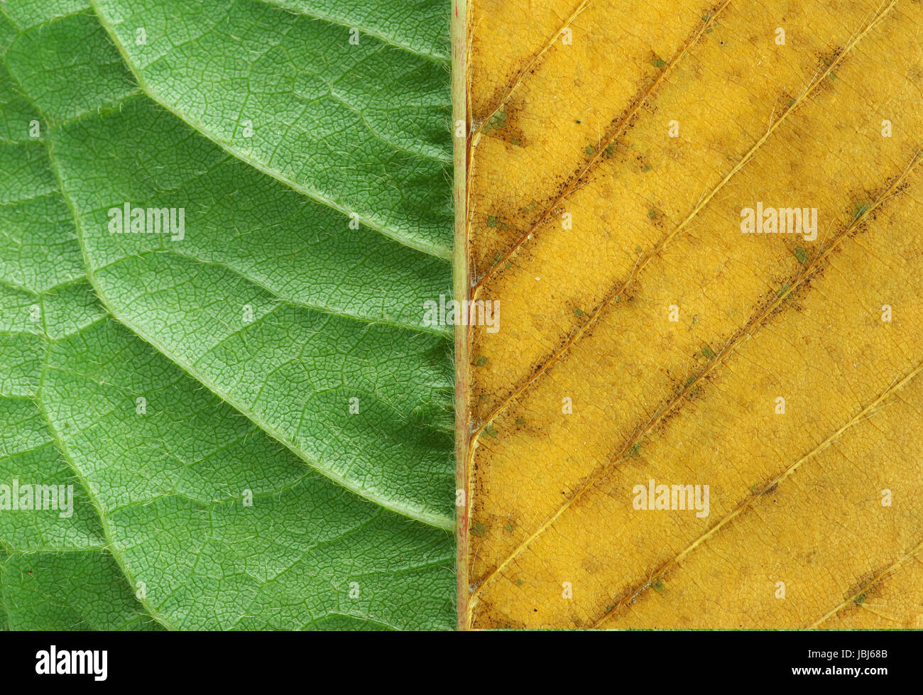 structure of leaf natural background Stock Photo - Alamy