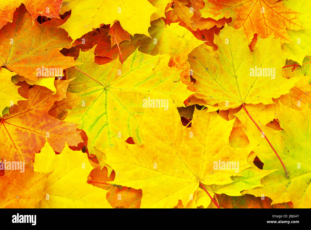 Texture of a maple leaf as background Stock Photo - Alamy