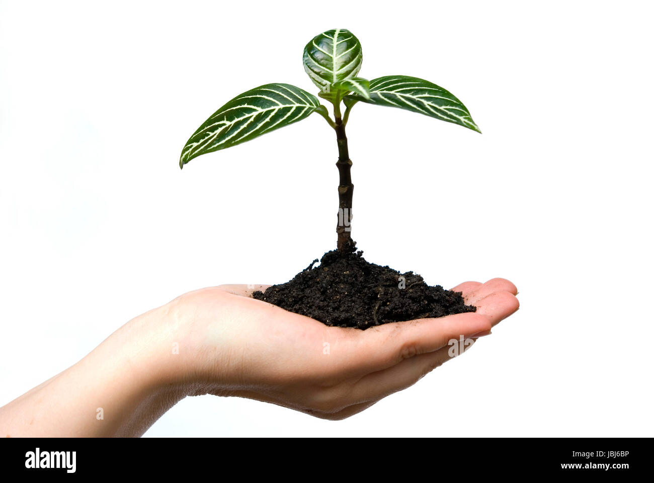 Hand holding sapling in soil on white Stock Photo - Alamy