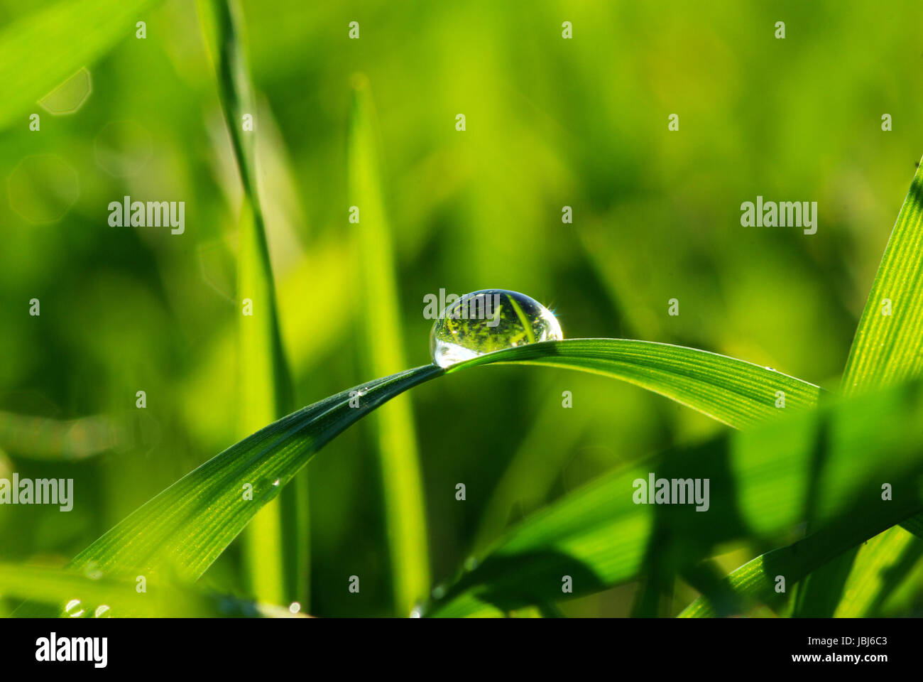 Dew drop on a blade of grass Stock Photo - Alamy