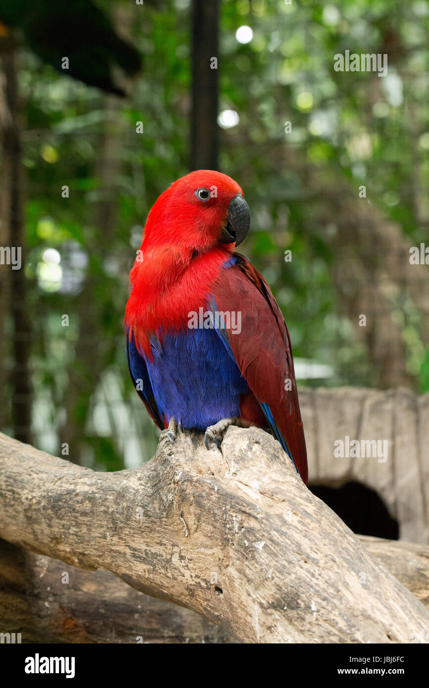 parrot bird sitting on the perch Stock Photo - Alamy