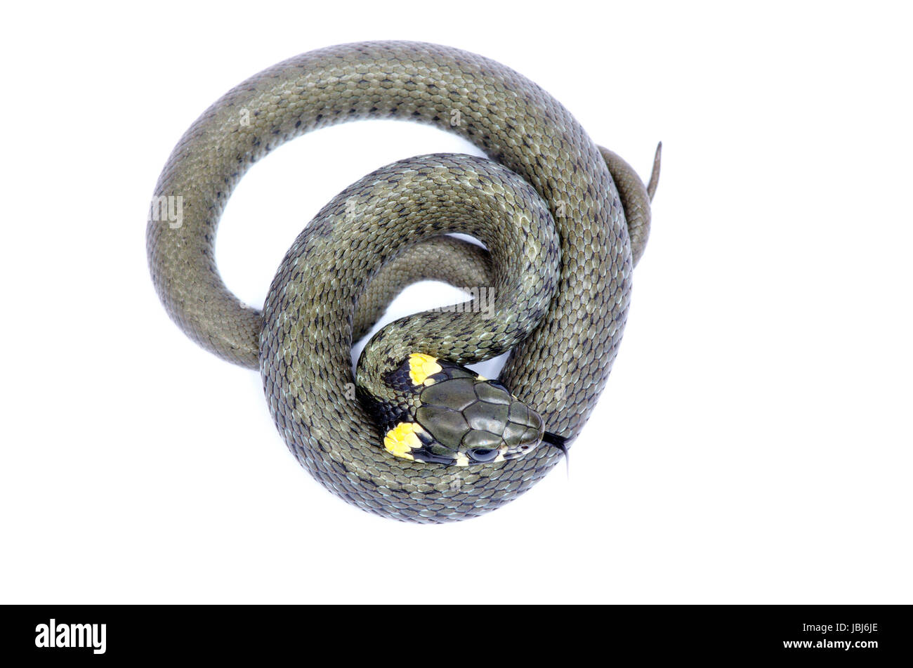 snake isolated on white background Stock Photo - Alamy