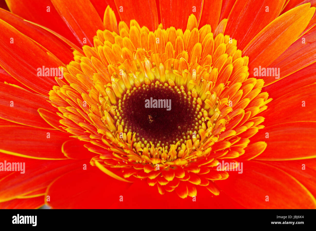 gerbera flower close up background Stock Photo - Alamy