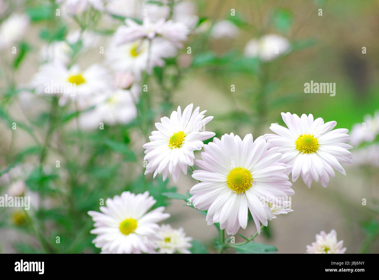 white flowers on green background Stock Photo - Alamy