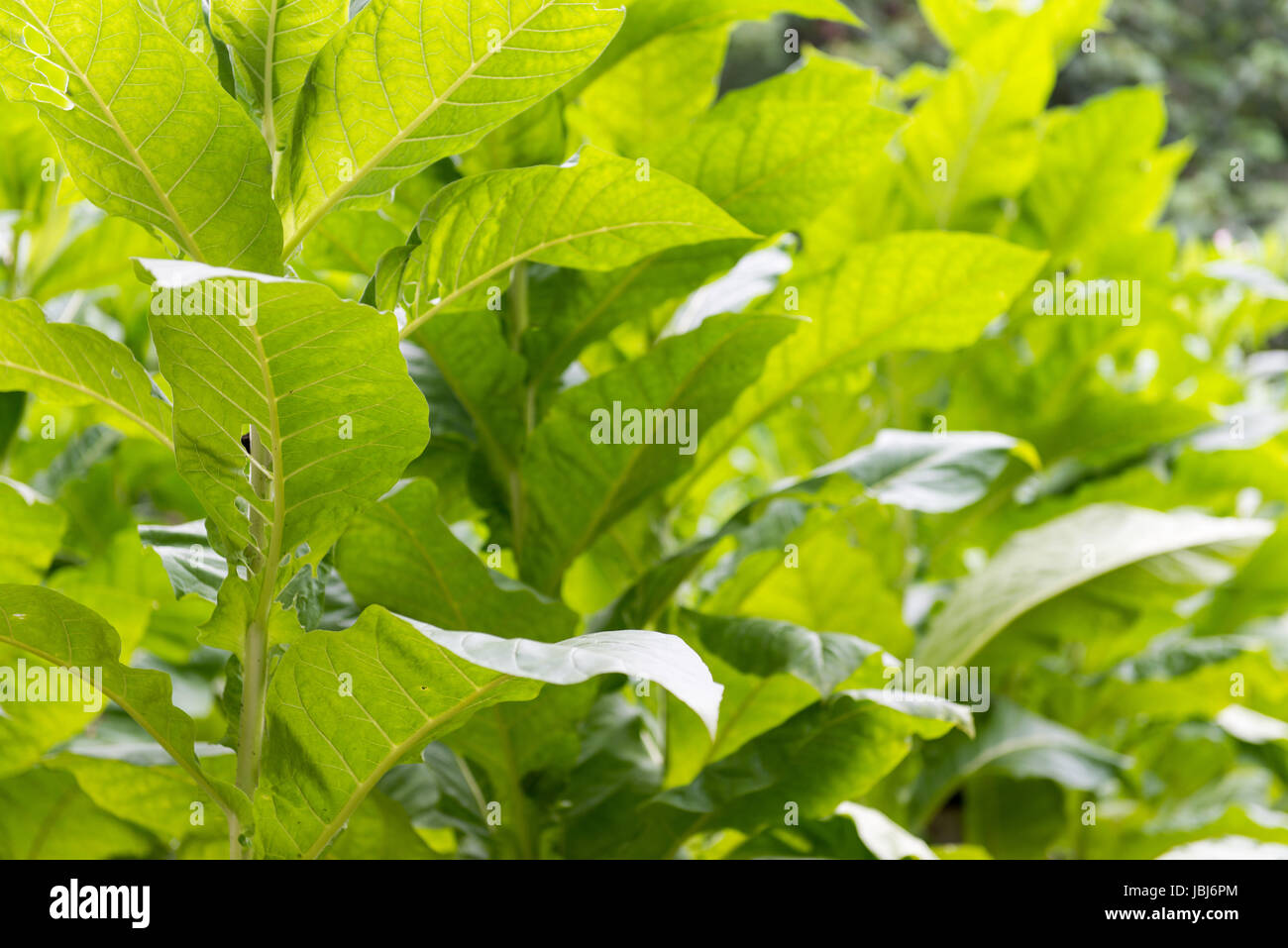 Fresh green tobacco plants with big leaves at a farm Stock Photo - Alamy