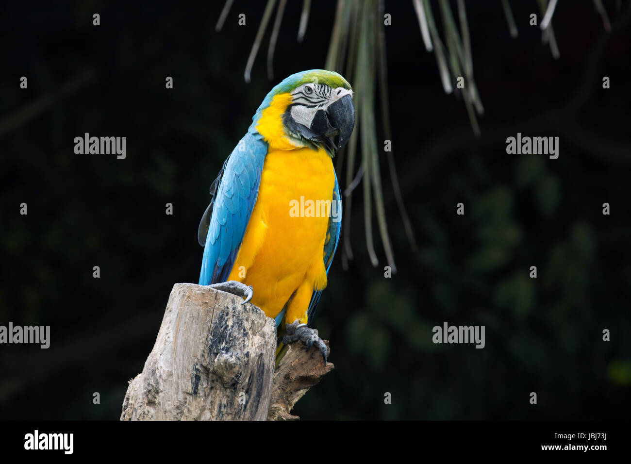 parrot bird sitting on the perch Stock Photo - Alamy