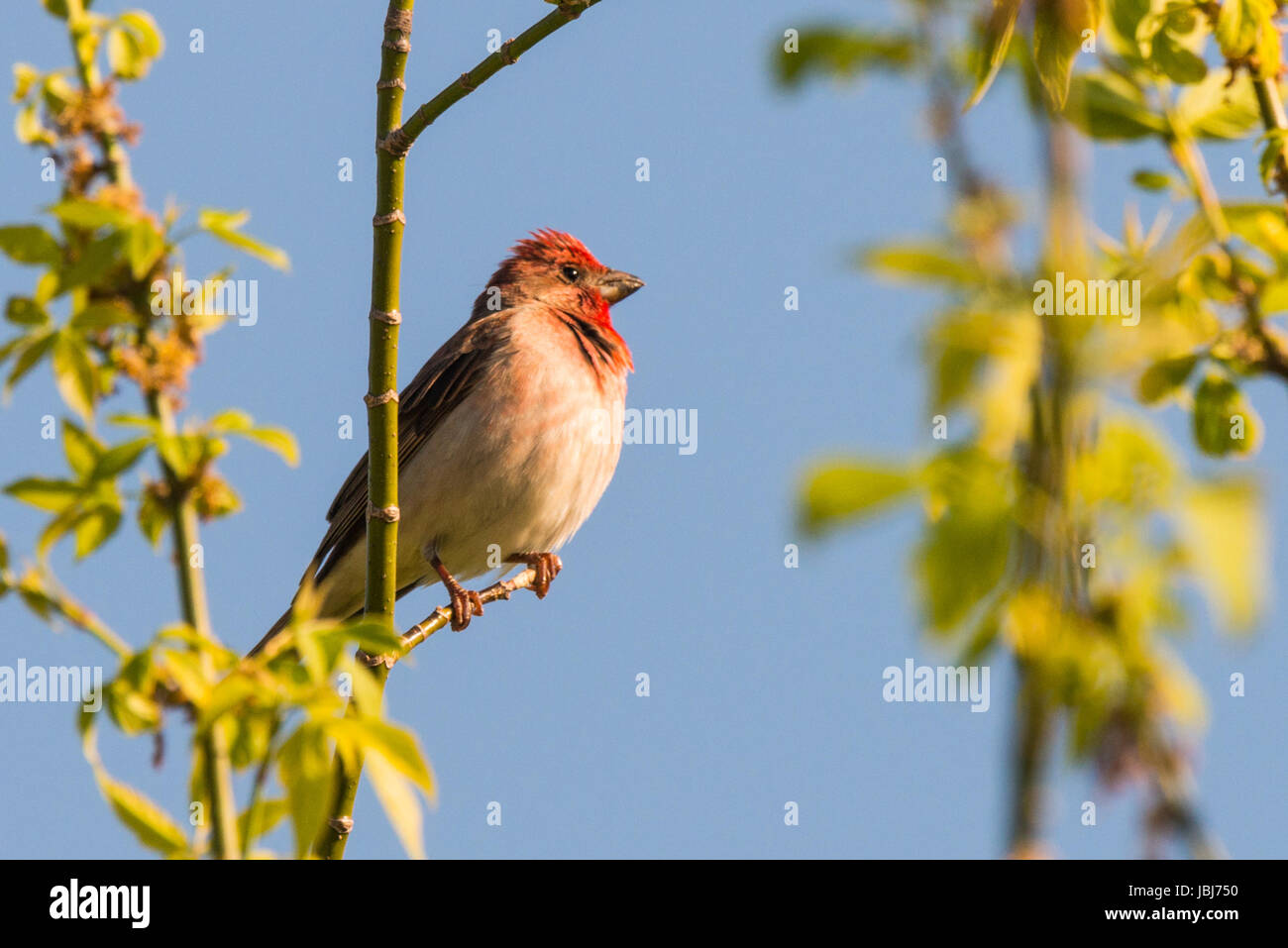 male of common rosefinch Carpodacus erythrinus or scarlet rosefinch ...