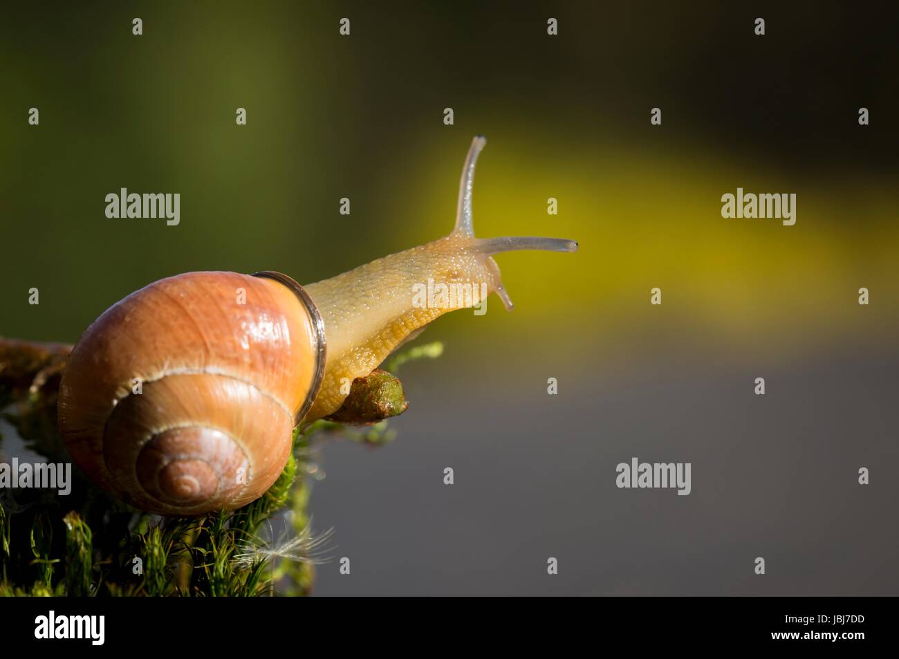 Dance dancing slug hi-res stock photography and images - Alamy