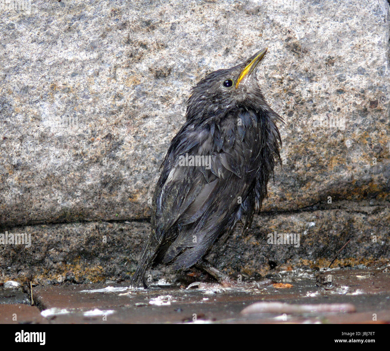 Scared starling hi-res stock photography and images - Alamy