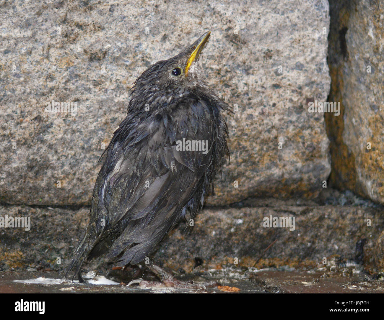 Scared of birds hi-res stock photography and images - Alamy