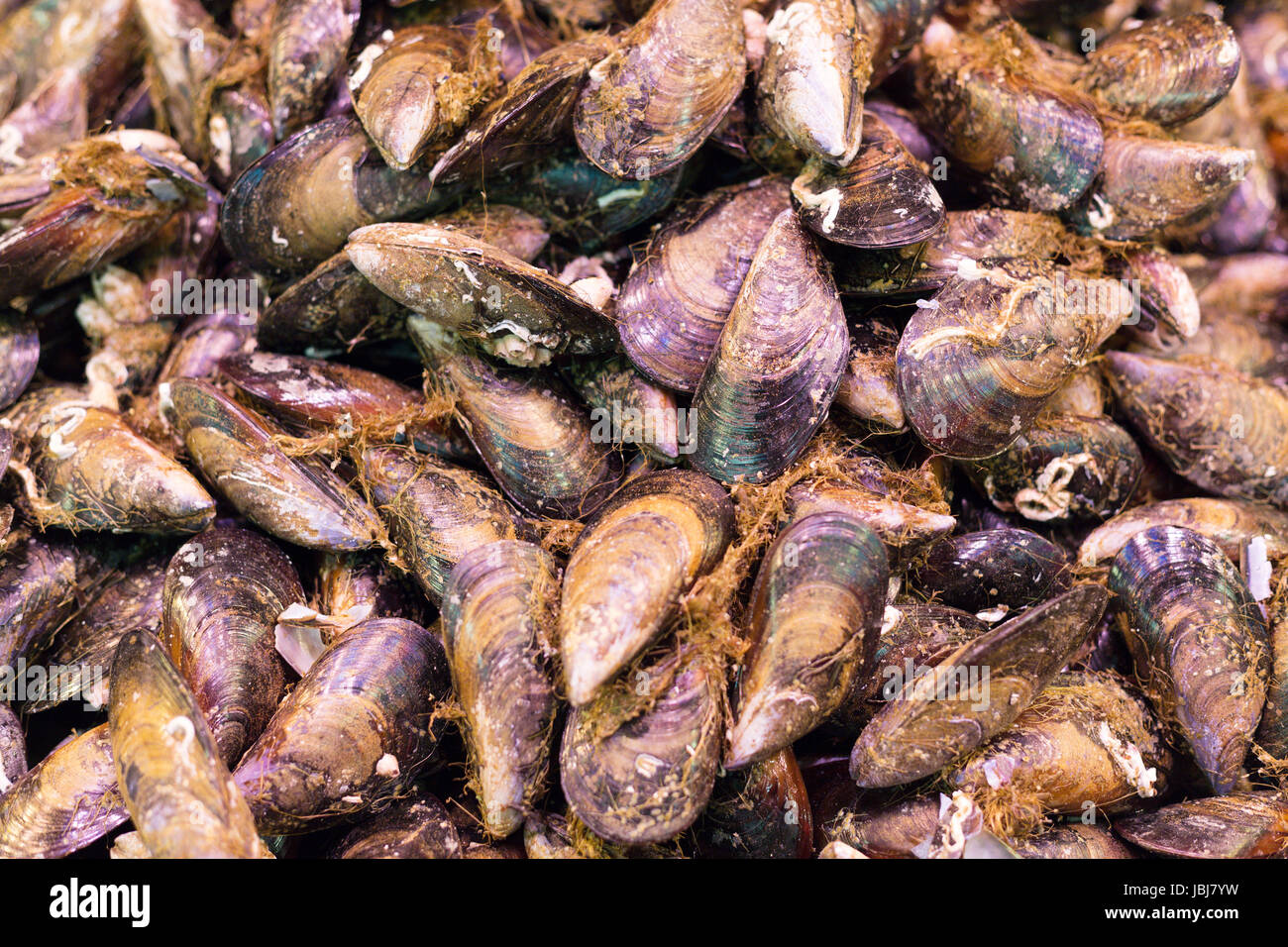 Background of fresh sea shells, Seafood Stock Photo - Alamy