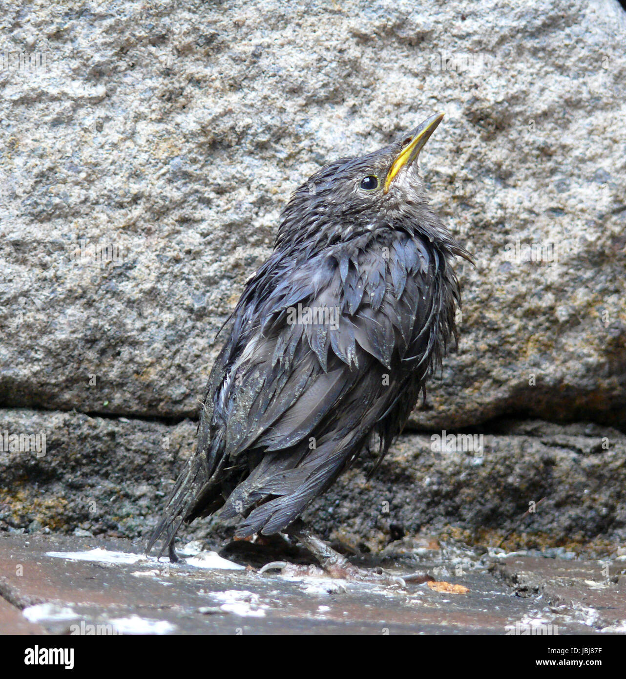 Anxious birds hi-res stock photography and images - Alamy