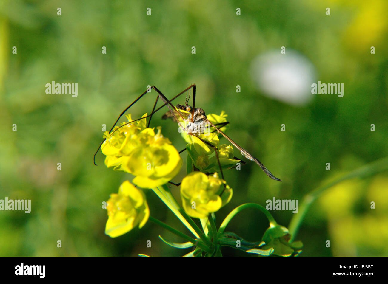 Schnake (Tipula lunata) auf einer Wolfsmilchpflanze (Euphorbiaceae) im ...