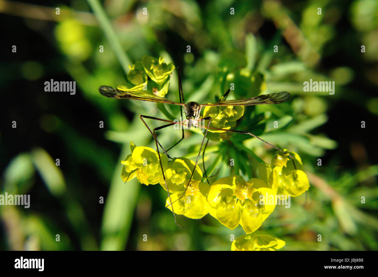 Schnake (Tipula lunata) auf einer Wolfsmilchpflanze (Euphorbiaceae) im ...