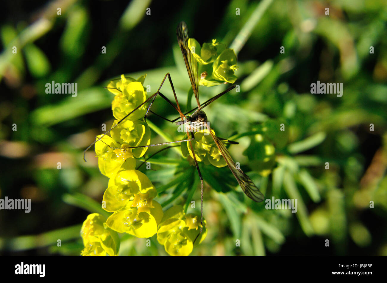 Schnake (Tipula lunata) auf einer Wolfsmilchpflanze (Euphorbiaceae) im ...