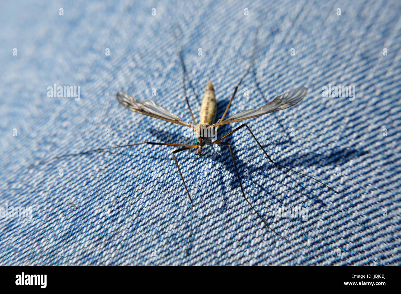 Schnake (Tipula lunata) sitzt auf einer Jeans Stock Photo - Alamy