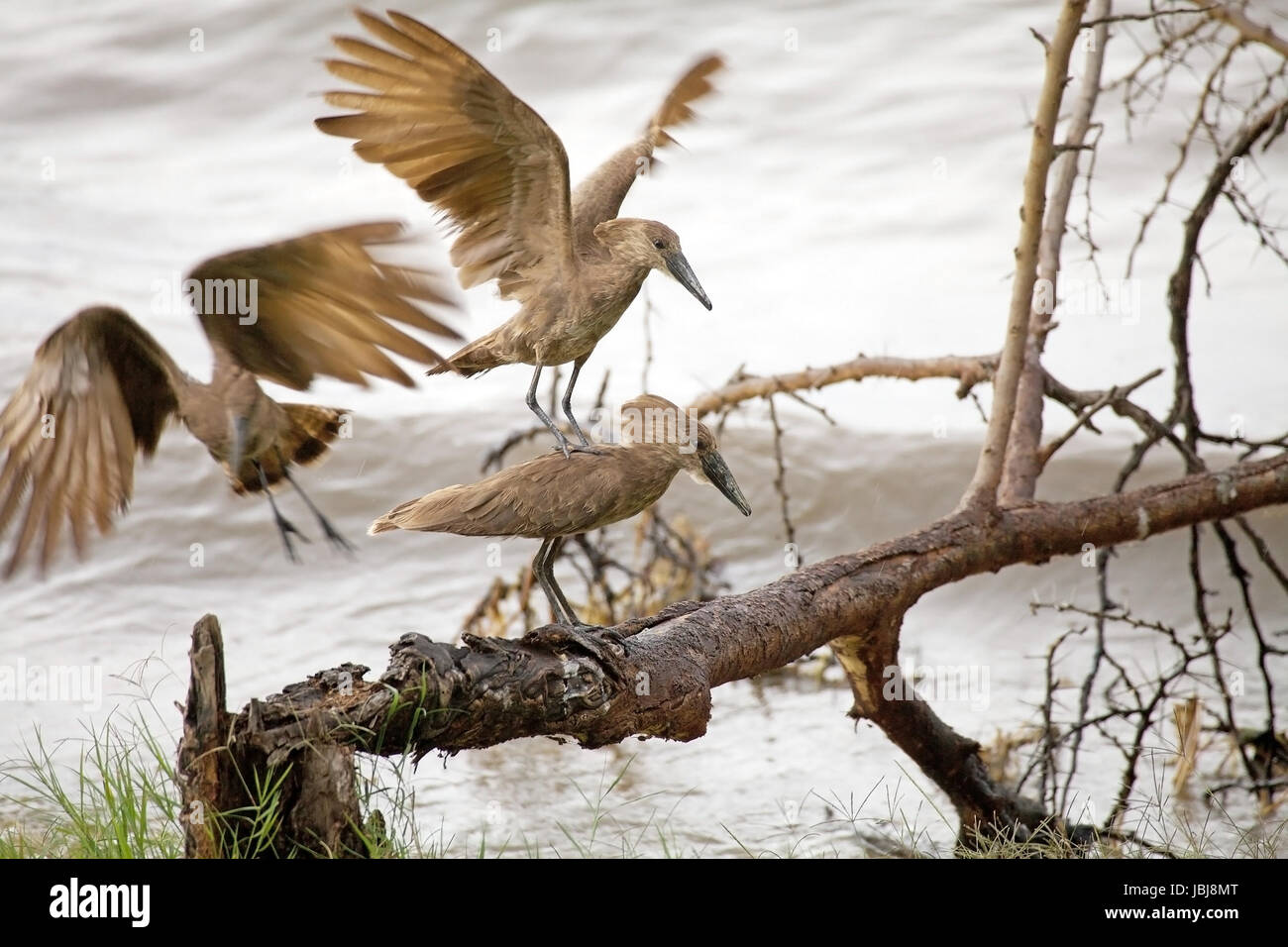 Hammerkops (Scopus umbretta). Animal in the wild Stock Photo - Alamy