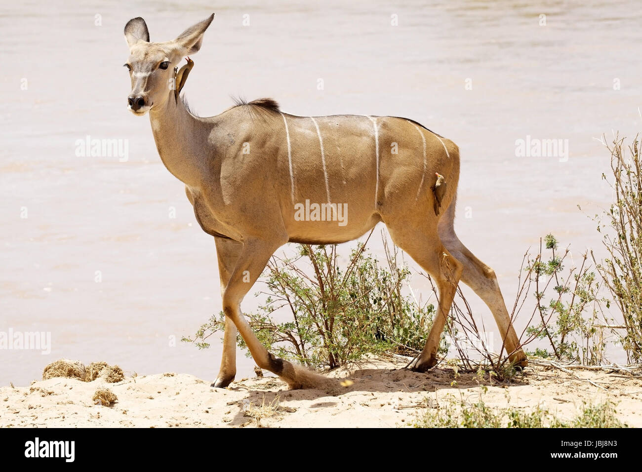 Female of greater kudu (tragelaphus strepsiceros) and red-billed ...