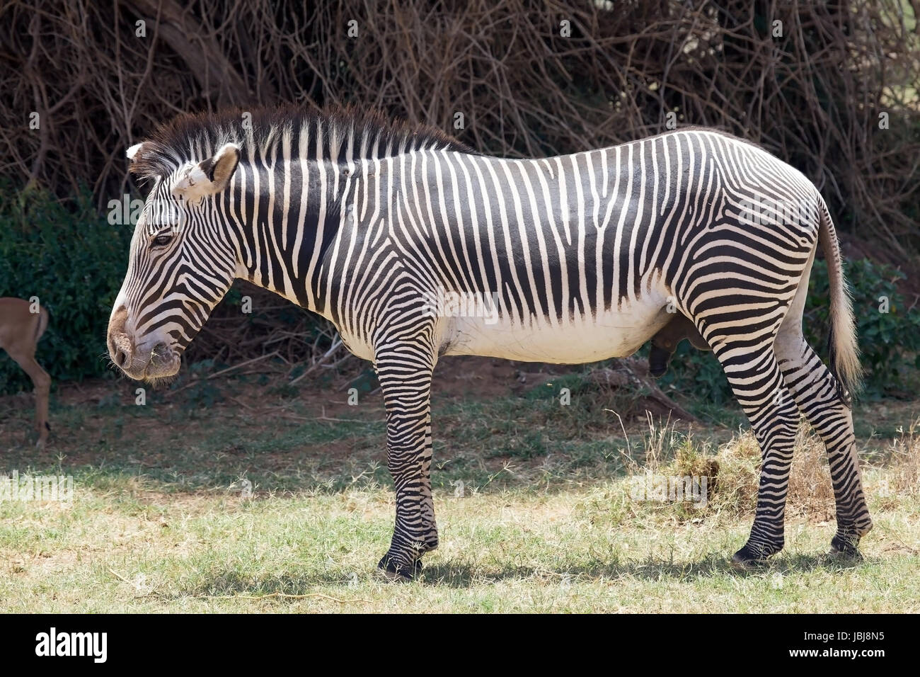 Grevy's zebra (Equus grevyi). Animal in the wild Stock Photo - Alamy