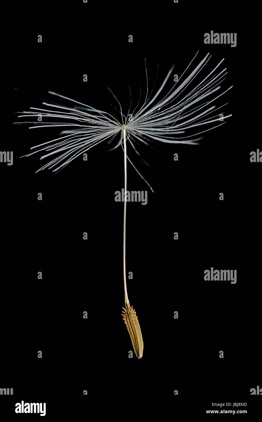 dandelion seed flight Stock Photo - Alamy