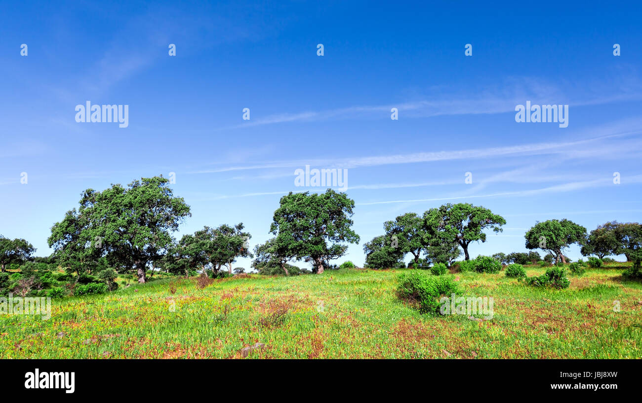 Green Grass Field Landscape with blue sky in the background Stock Photo ...