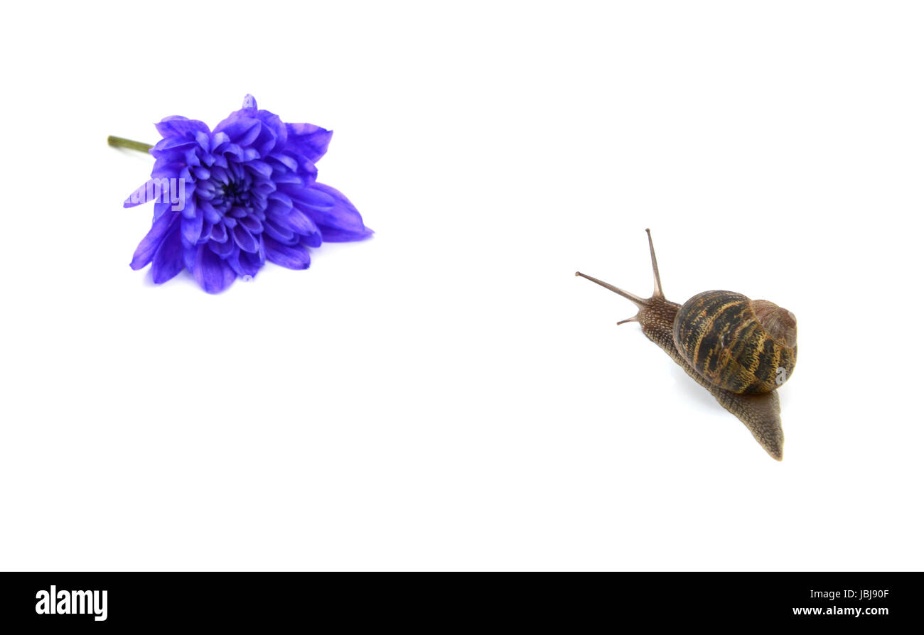 Snail in nature on Cut Out Stock Images & Pictures - Alamy